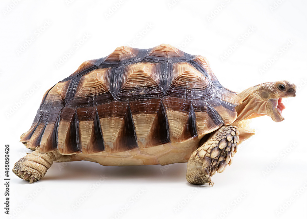 Foto de African Spurred Tortoise. Big Sulcata Tortoise (Testudinidae ...