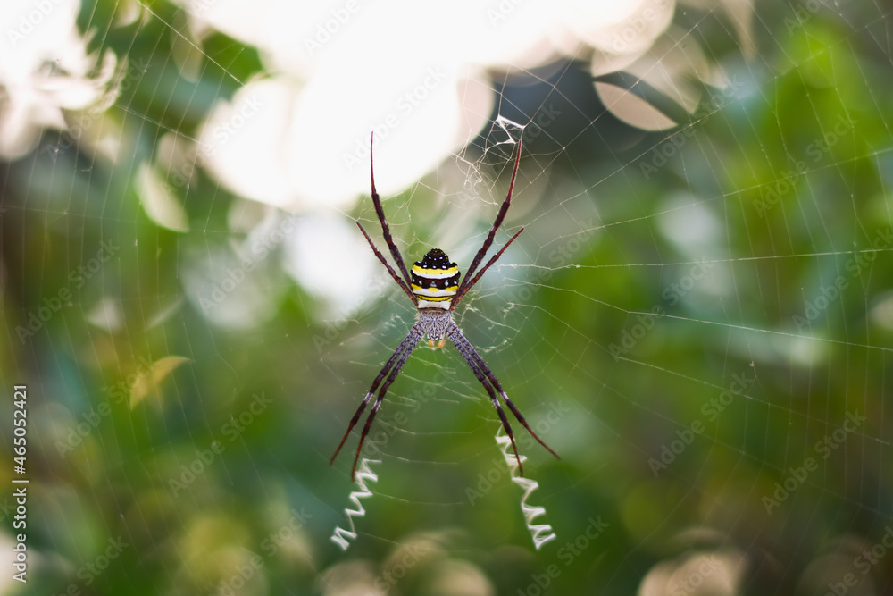Beautiful spiders and their natural webs Stock Photo | Adobe Stock