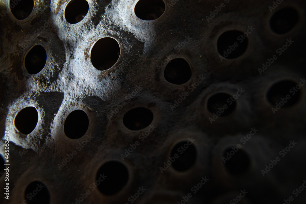 dried lotus flower and its frightening holes Stock Photo | Adobe Stock