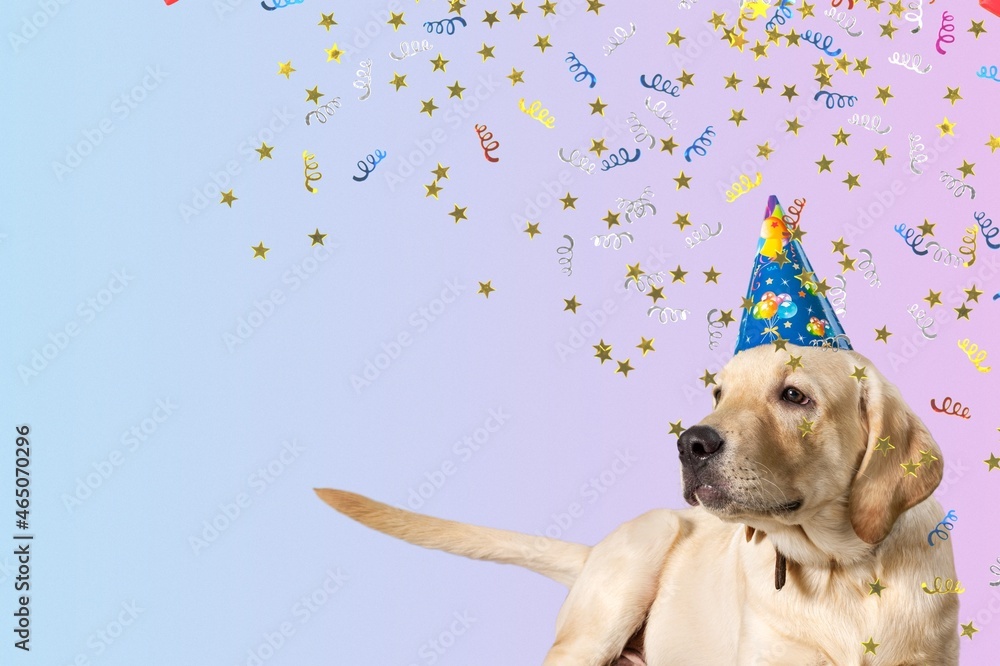 Cute dog celebrating at a birthday party with confetti and cool party ...