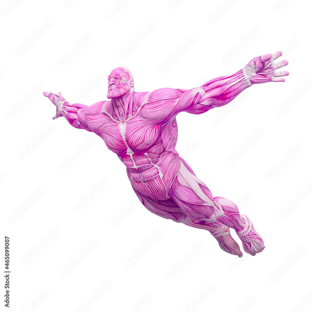 bodybuilder muscle maps is doing a free jump in white background Stock ...