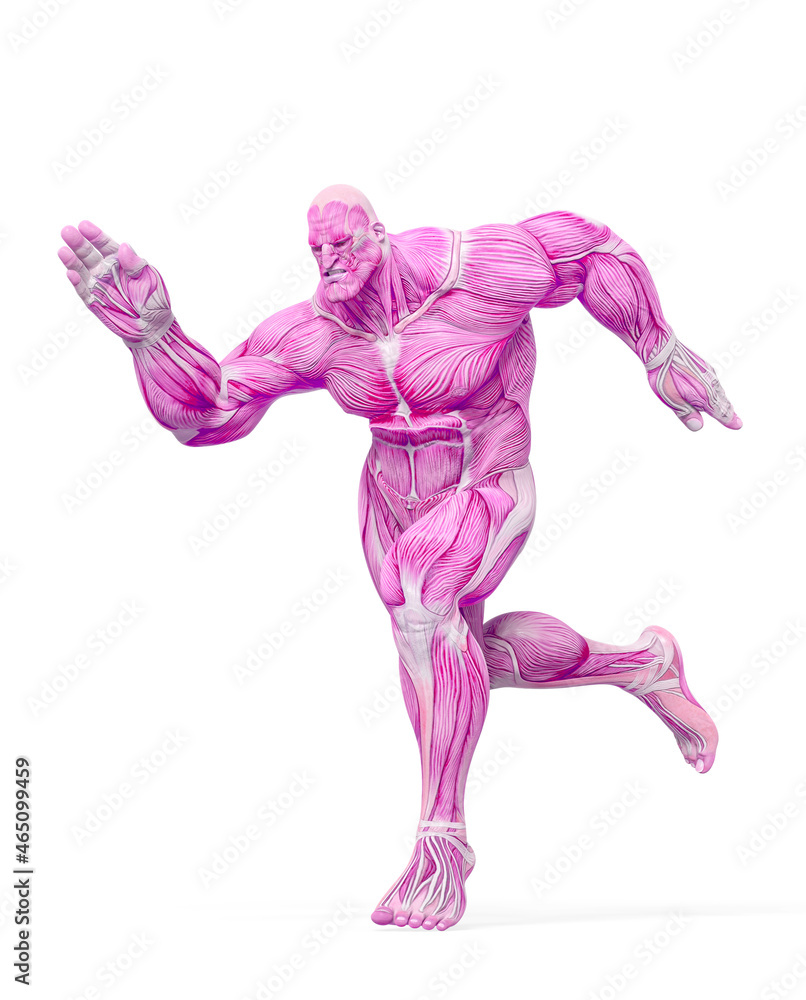 bodybuilder muscle maps is running in white background Stock ...