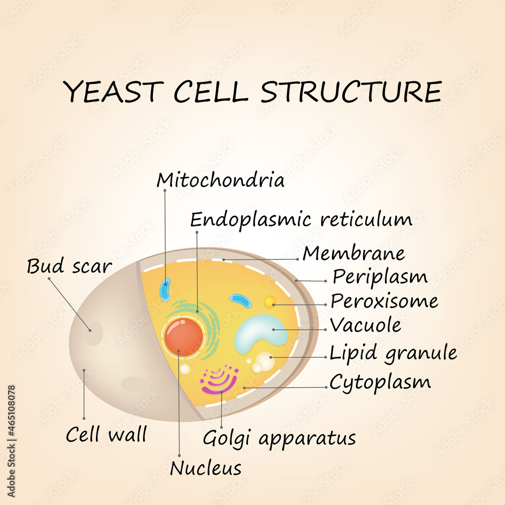 Yeast cell structure. Educational diagram vector illustration Stock ...
