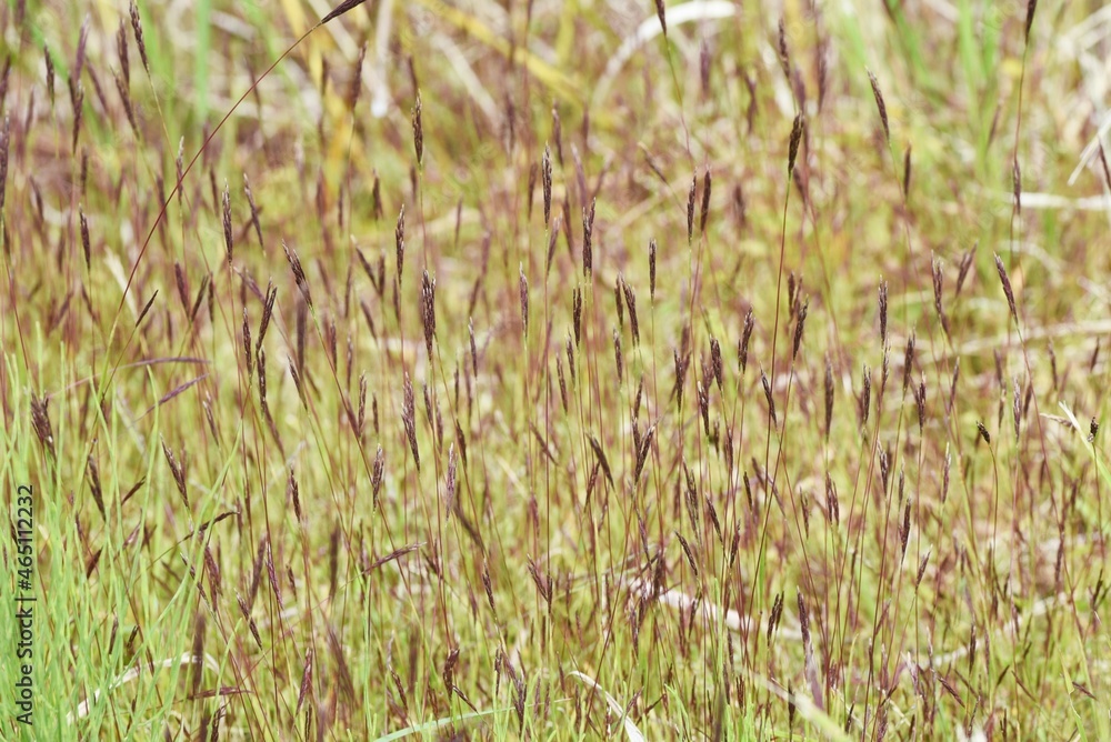Jointhead hispidus ears. Poaceae annual grass. It grows in swamps and ...