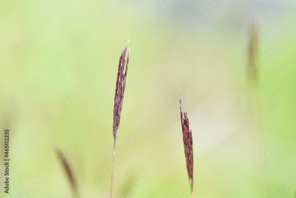 Jointhead hispidus ears. Poaceae annual grass. It grows in swamps and ...
