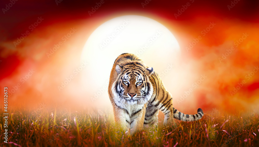 Tiger in grass and fantasy sunset, symbol of Chinese New Year 2022 ...