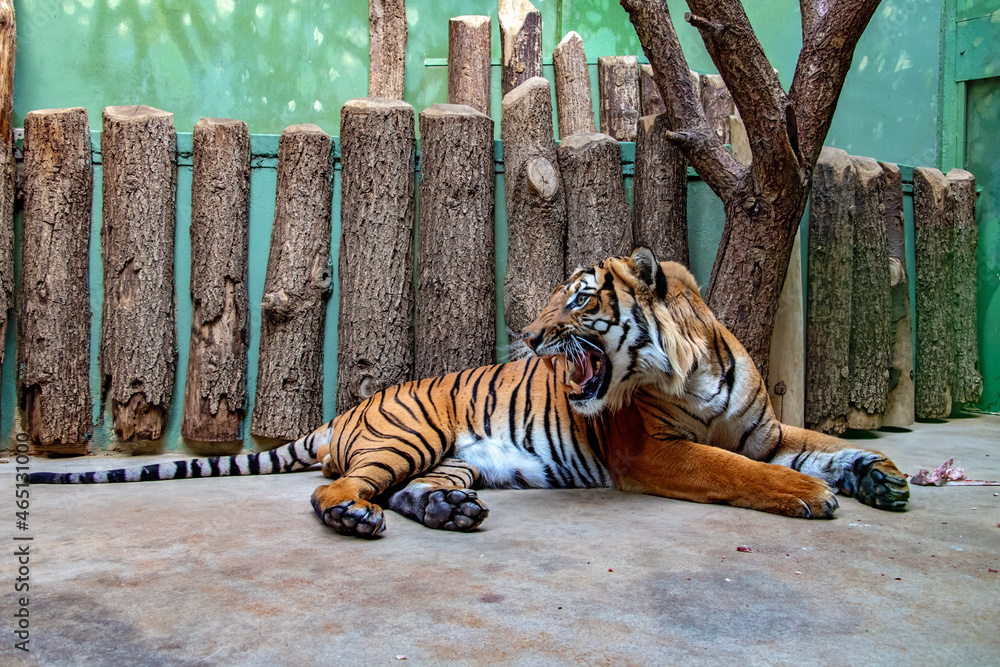 The tiger lies in the cage and roars. The Tiger malayan, tigris ...
