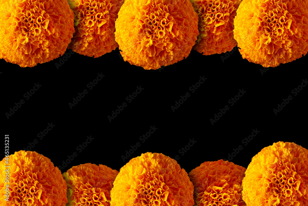 Border frame of Cempasuchil orange flowers or Marigold. (Tagetes erecta ...