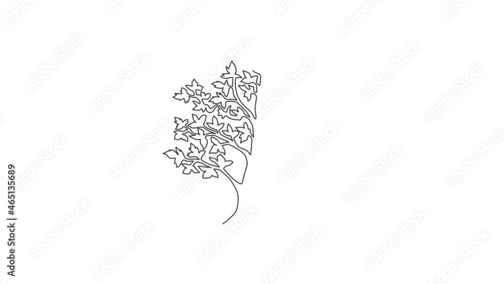 Animated self drawing of one continuous line draw big beauty and exotic ...
