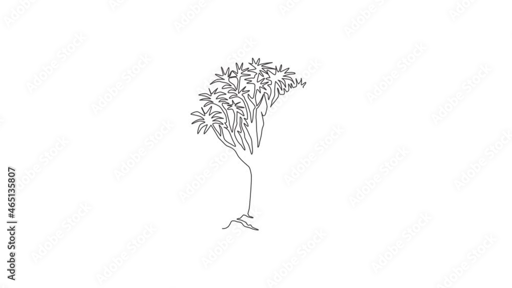Animated self drawing of one continuous line draw quiver tree forest ...