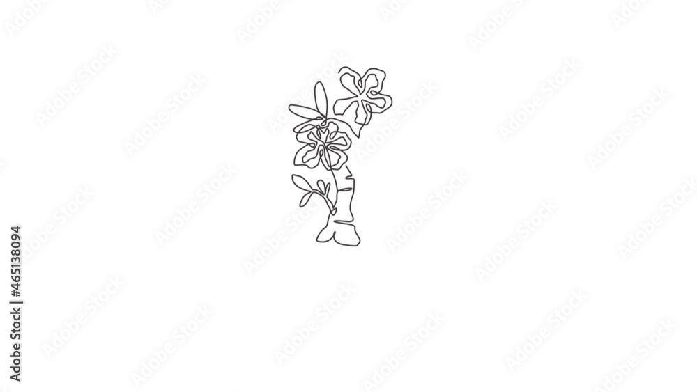 Animation Of One Line Drawing Of Fresh Beauty Potted Adenium For Logo