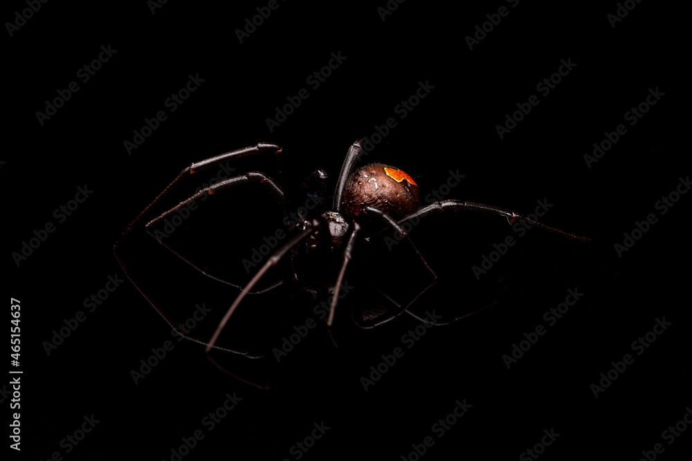 Poster Redback spider or Australian black widow spider a species of ...