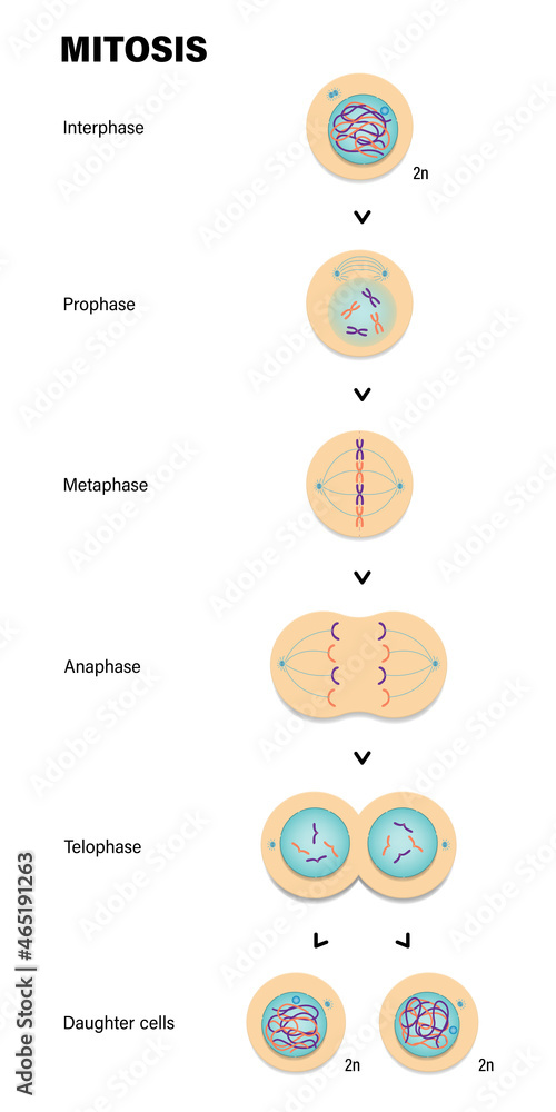 Stages of Mitosis. Prophase, Metaphase, Anaphase, and Telophase. Stock ...