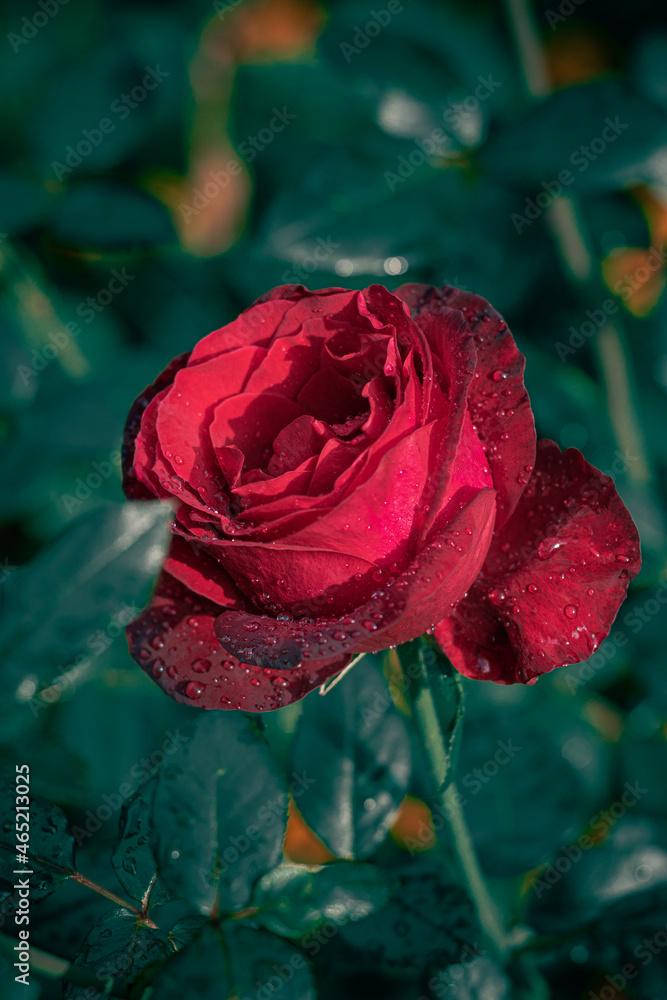 red rose with drops. red rose in the garden. raindrops on the petals of ...