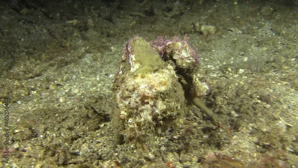 sponge crab moving away from camera covered with various marine ...