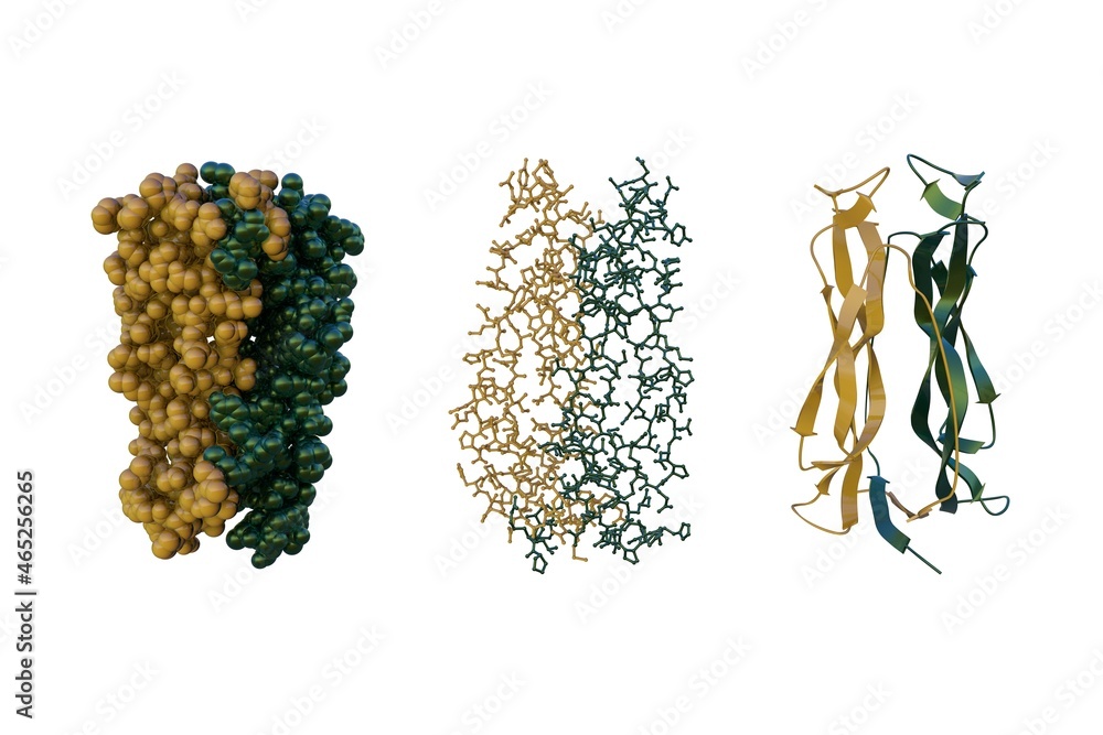 Crystal structure and molecular model of interleukin-17A. Rendering ...