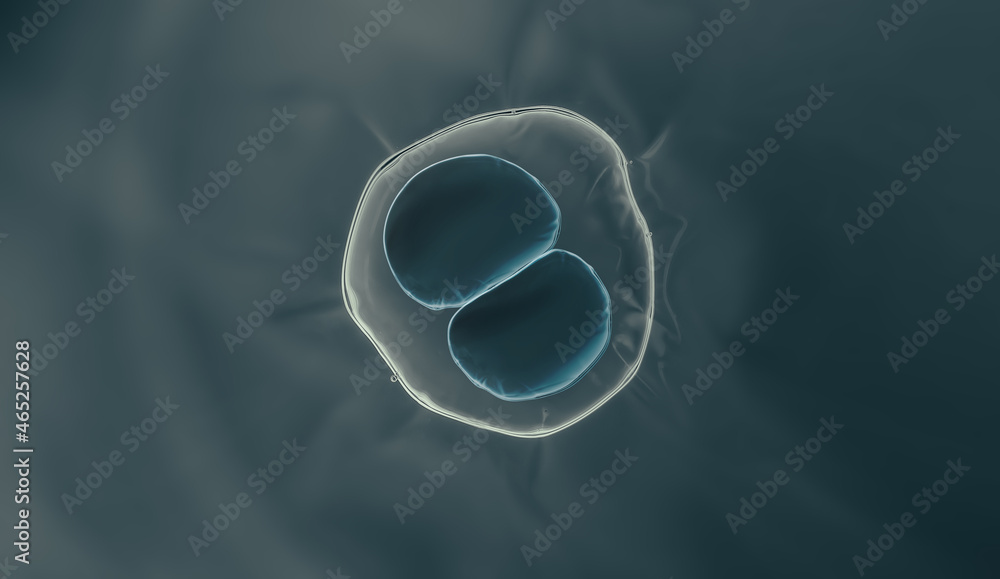 Cells division process, Cell divides into two cells Stock Photo | Adobe ...