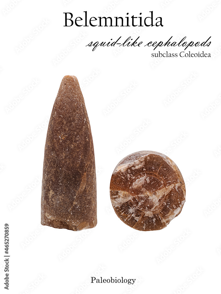 Fossil remains of the mollusk belemnite or belemnitida isolated Stock ...