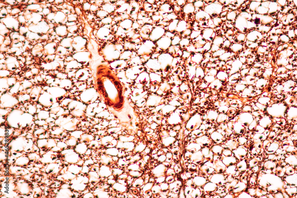 Poster Cerebellum, Thalamus, Medulla oblongata, Spinal cord and Motor ...