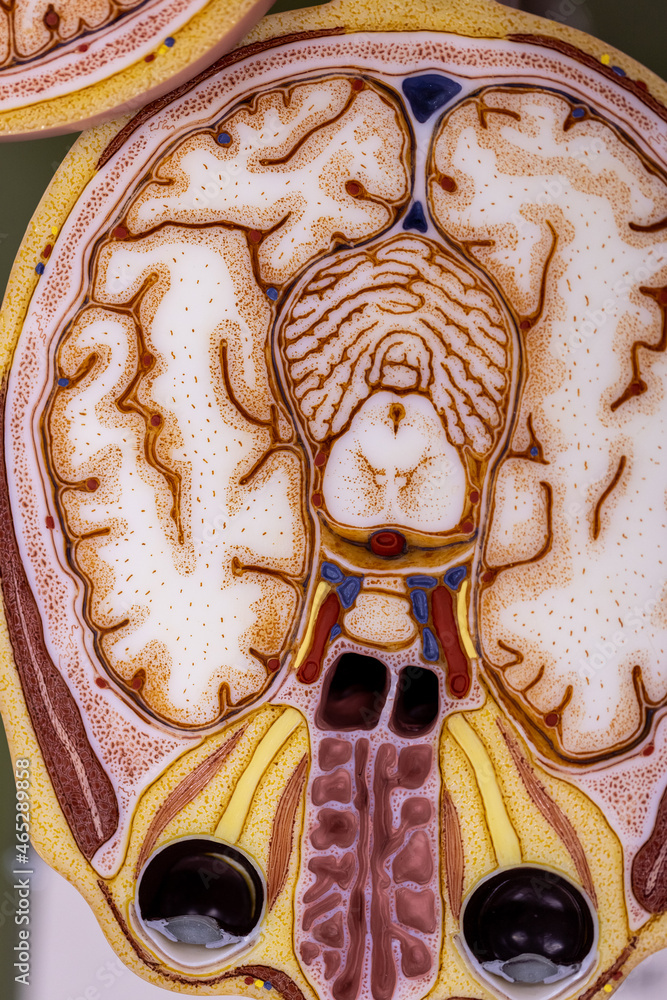 Cerebellum, Thalamus, Medulla oblongata, Spinal cord and Motor Neuron ...