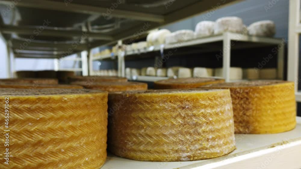 Shelves with aged cheeses. Industrial production of hard cheeses ...