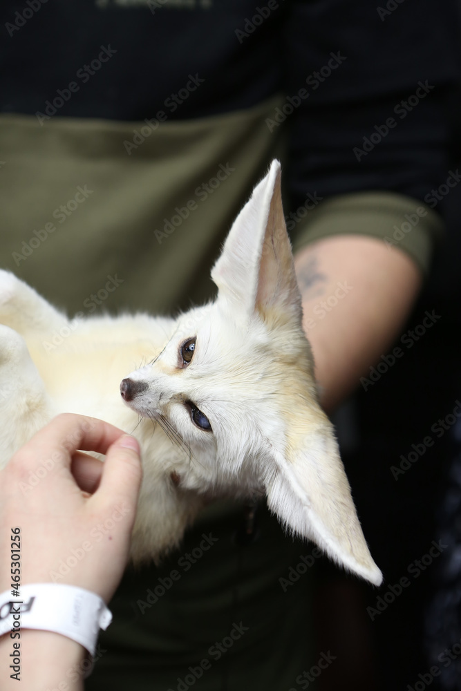 Fennec fox as pet. Wild animal at home. FoxFamilyFest (Fox Family Fest ...