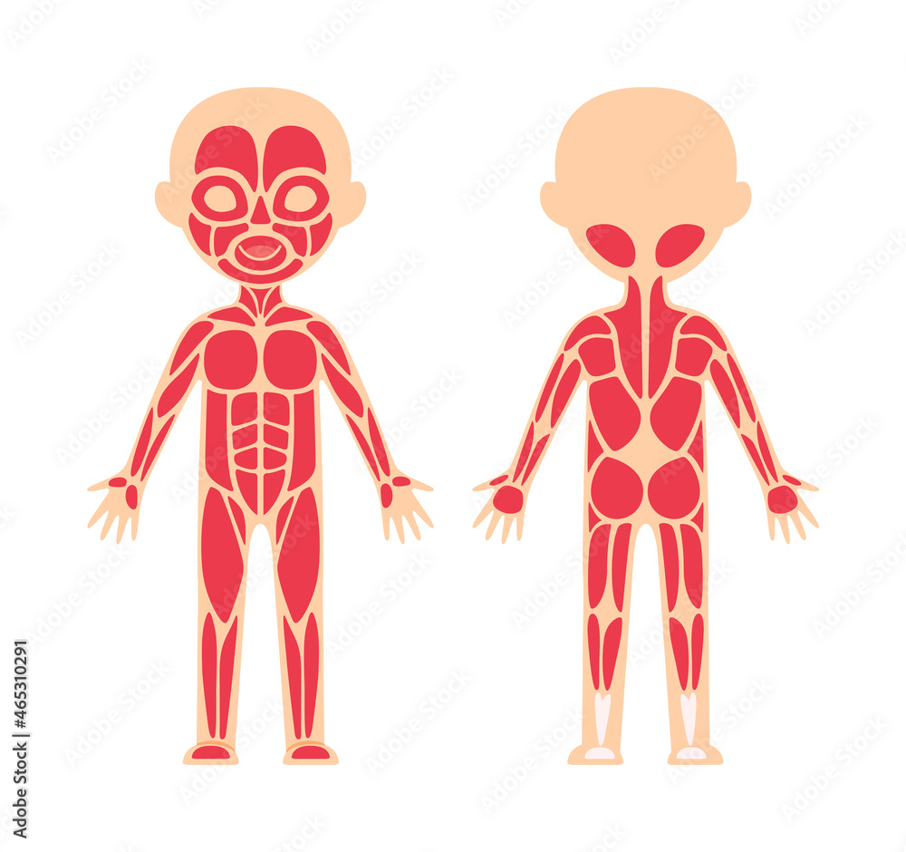 Human Biology Cartoon