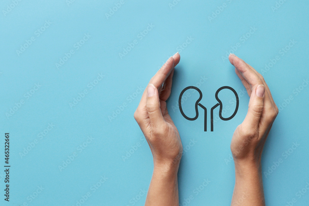 The silhouette of the kidneys in the hands of a man. A symbol of ...