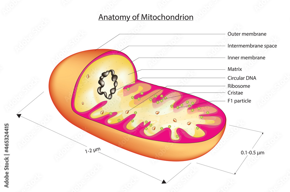 Biological illustration of 3D mitochondria Stock Vector | Adobe Stock