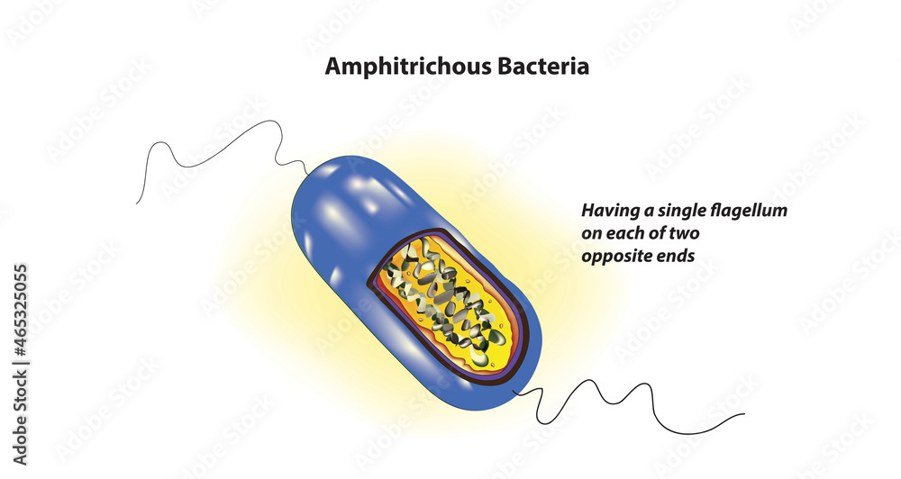 Vetor de Biological illustration of Amphitrichous Bacteria do Stock ...