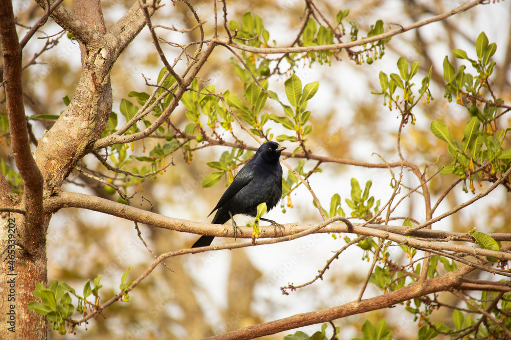 Graúna ou Pássaro preto. The black bird is a bird of the order ...