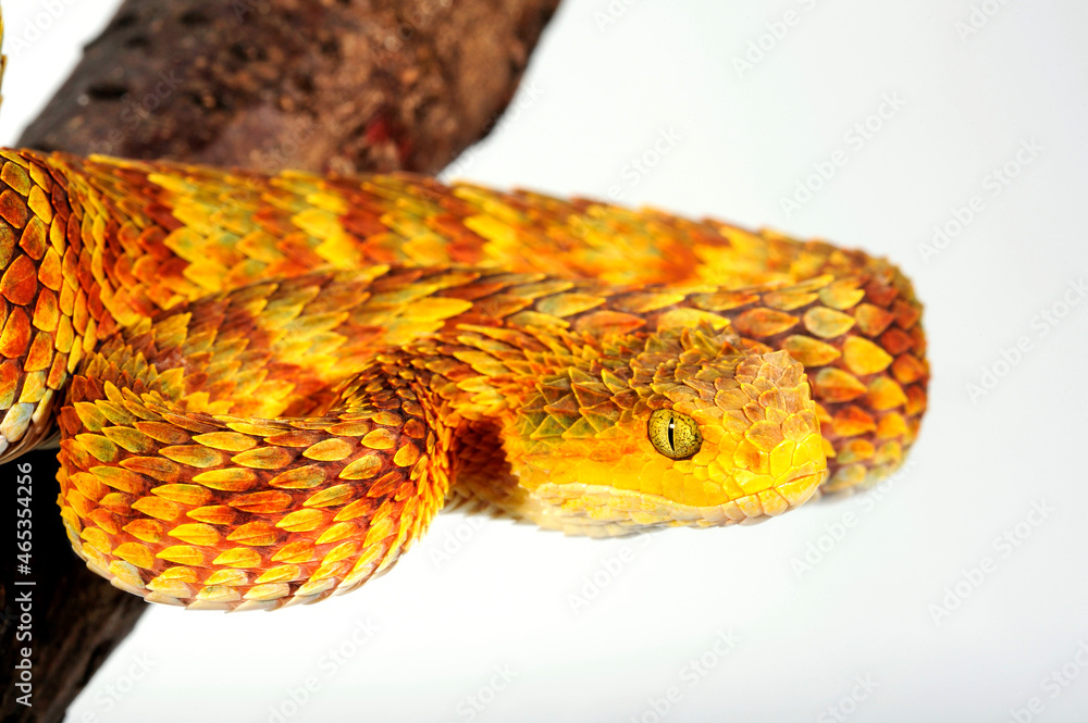 Green bush viper // Grüne Buschviper, Rankschuppige Buschviper (Atheris ...
