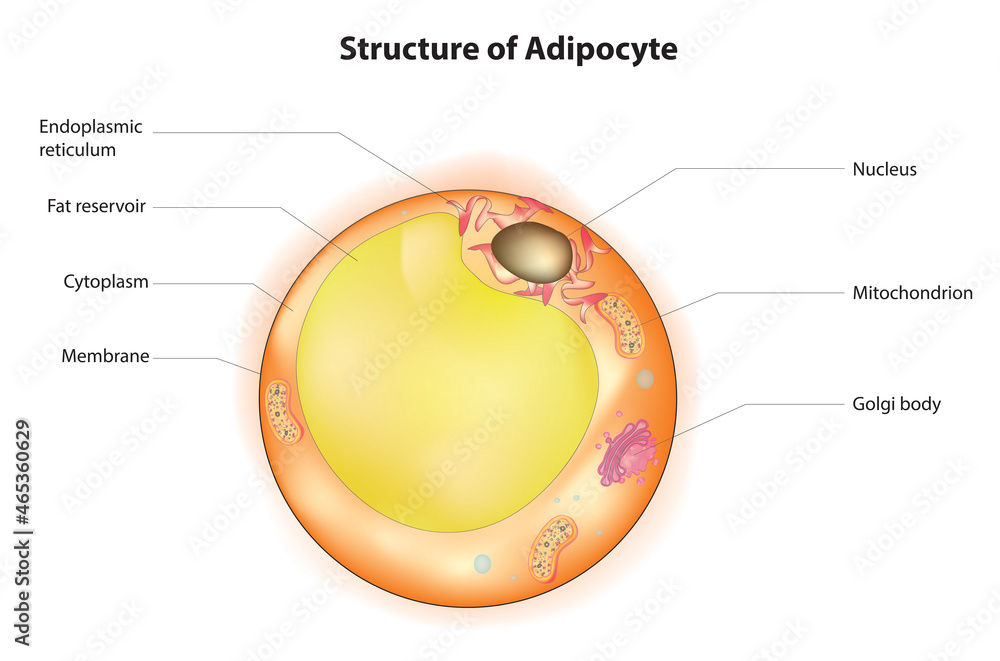 Biological illustration of adipocyte (adipocyte structure) Stock Vector ...