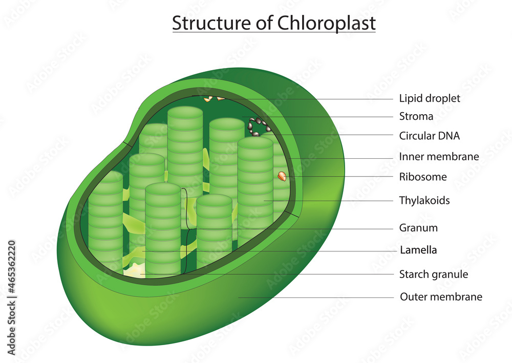 3D structure of chloroplast (Anatomy of chloroplast) Stock Vector ...
