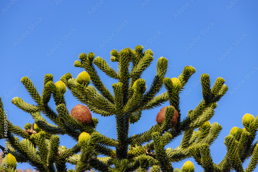 Selective focus the top of Monkey puzzle tree under blue clear sky ...