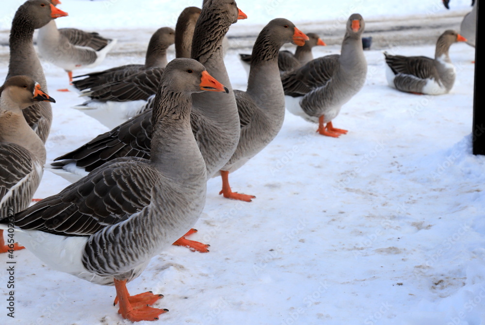 Beautiful gray pedigreed fat geese walk in winter. Goose farm, fattened ...