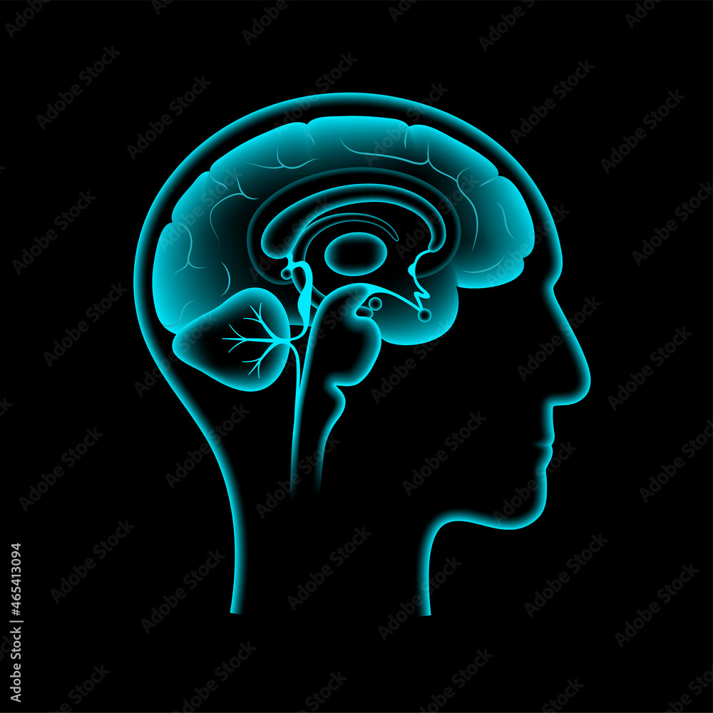 Brain 3D anatomy Stock Vector | Adobe Stock