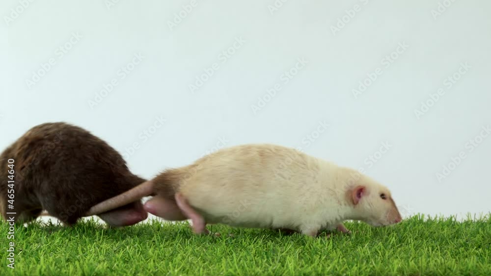 Two dumbo rats on green grass and white background play and eat ...