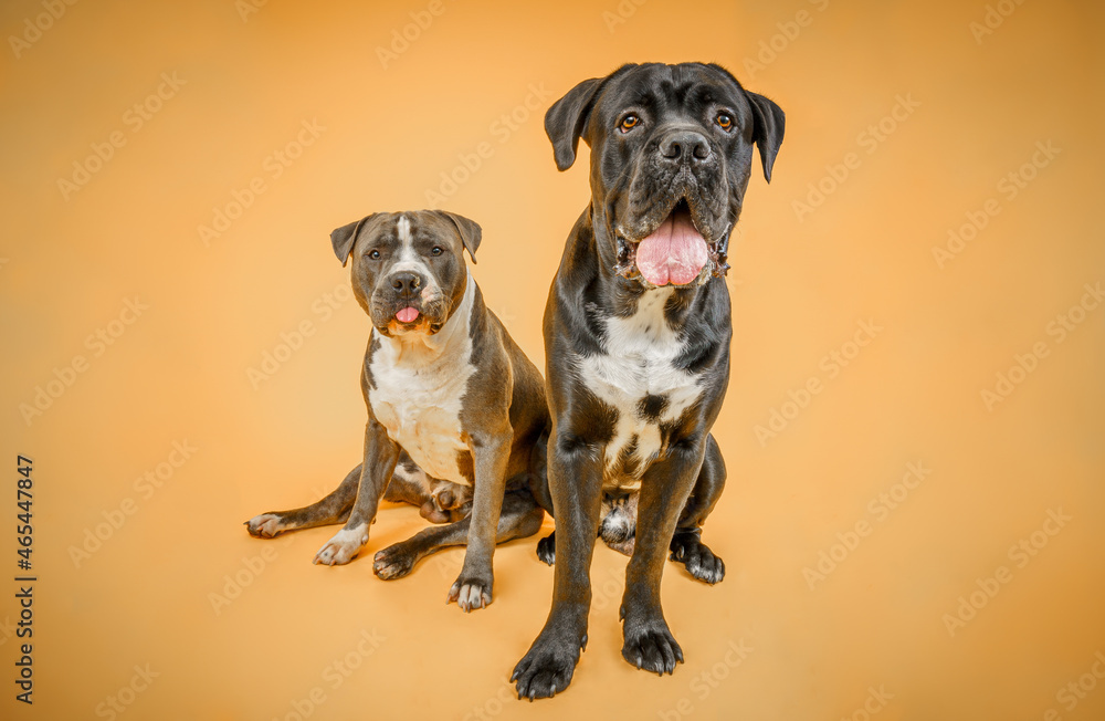 Studio portrait of two dogs. A Cane Corso tongue out and an American ...
