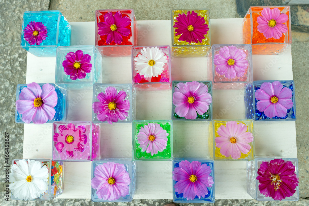 Floating cosmos flower heads in water bowl Stock Photo | Adobe Stock