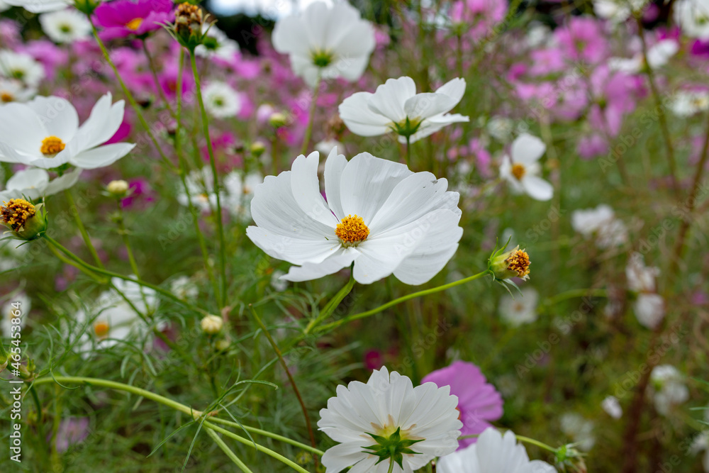 Full blooming of cosmos in Hannya-ji temple in Nara, Japan Stock Photo ...