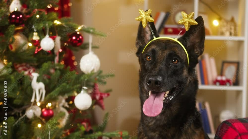Dog wearing accessory with stars on head close-up. Malinois bard posing ...