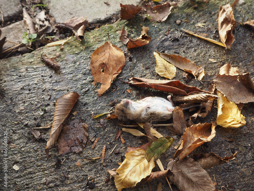 Mulot mort rapporté par un chat et quelques feuilles mortes sur une ...