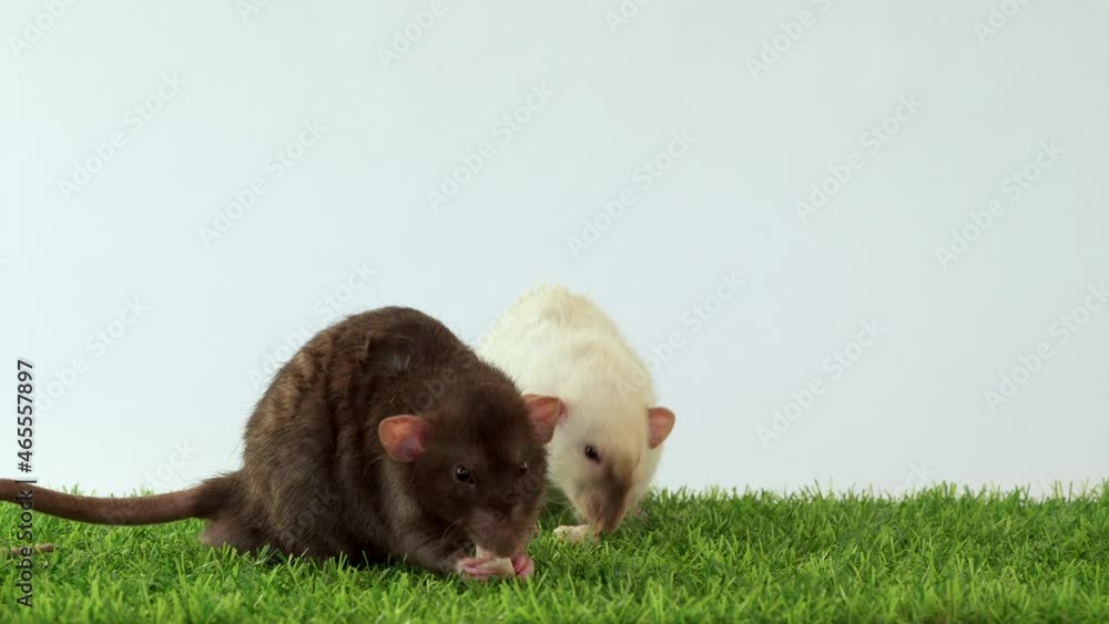 Two dumbo rats on green grass and white background play and eat ...