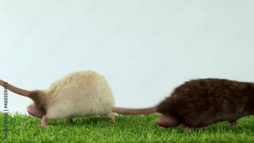 Two dumbo rats on green grass and white background play and eat ...