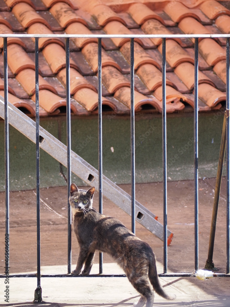 chat sur un toit avec une échelle porte malheur Stock Photo | Adobe Stock