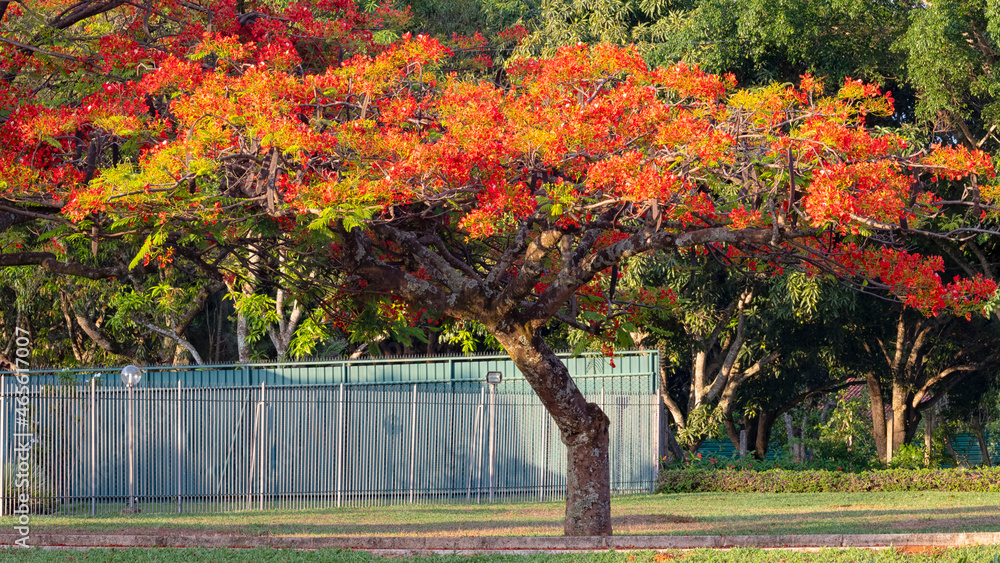 A flamboyant tree as know as flame tree in midwestern of Brazil.Species ...