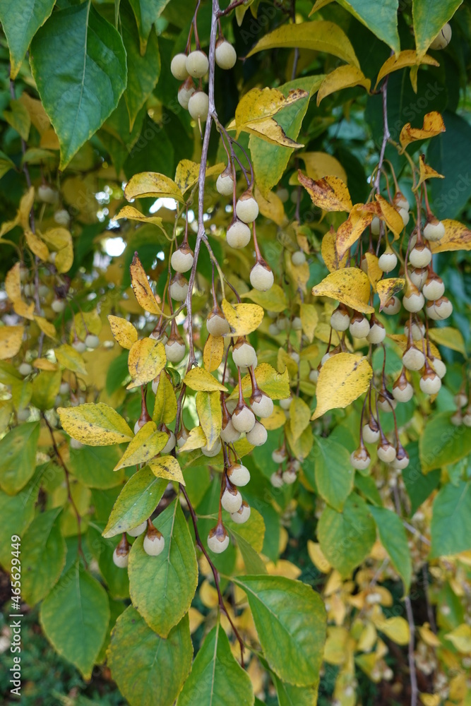 Styrax japonica.(Japanese Storax) a perennial woody deciduous member of ...