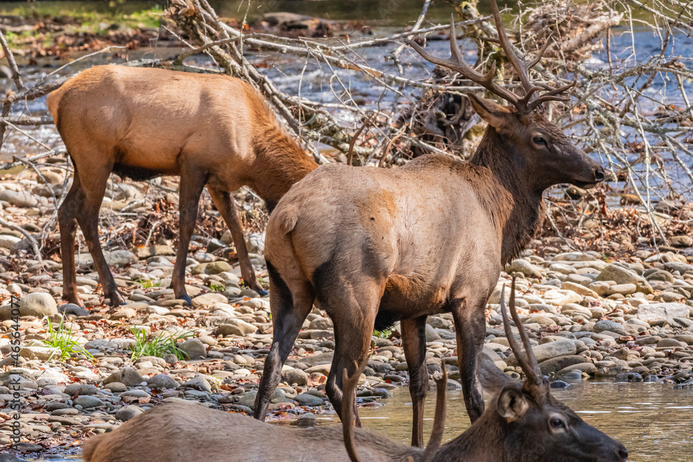 Foto de 3 Wild Elk late afternoon crossing a rocky Island with downed ...