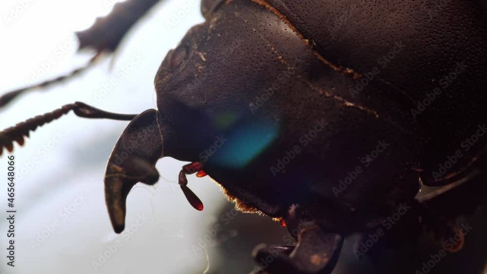 Macro footage of stag beetle under microscope who is moving its claws ...